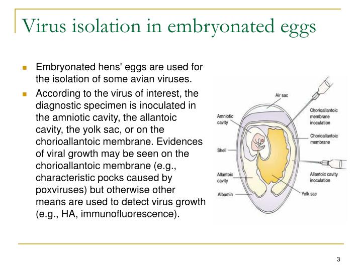 PPT - Virus Isolation in Animals and Chick Embryos PowerPoint ...