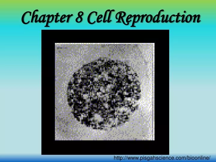 PPT - Chapter 8 Cell Reproduction PowerPoint Presentation, free ...