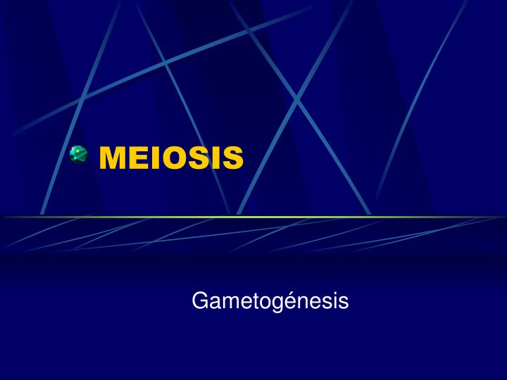 PPT - MEIOSIS PowerPoint Presentation, free download - ID:323567