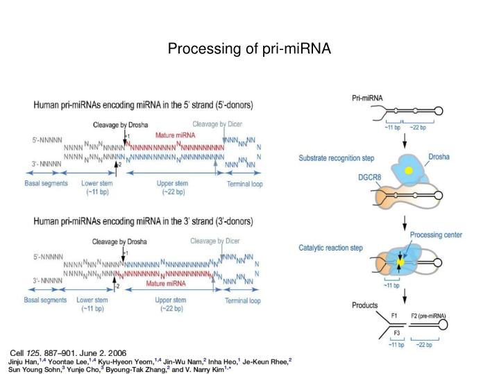 PPT - miRNA Background & Bioinformatics PowerPoint Presentation - ID:323984
