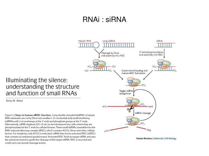 PPT - miRNA Background & Bioinformatics PowerPoint Presentation - ID:323984