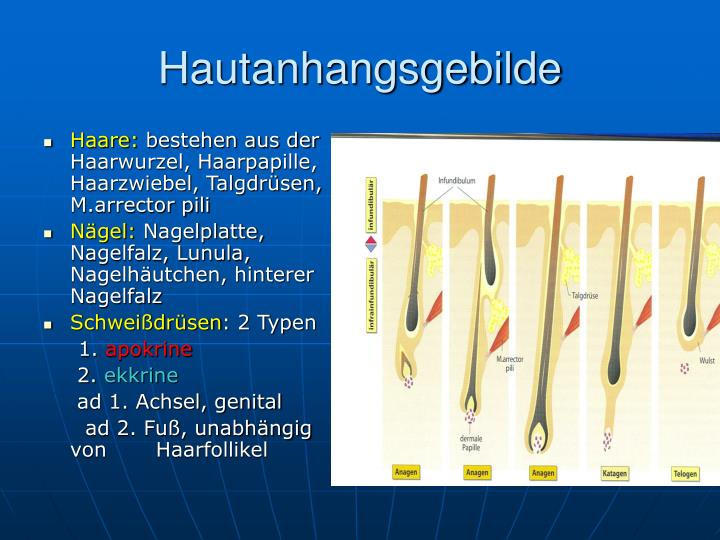 PPT - DERMATOLOGIE PowerPoint Presentation - ID:324340