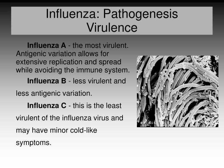 PPT - Influenza: Pathogenesis Overview PowerPoint Presentation - ID:327606