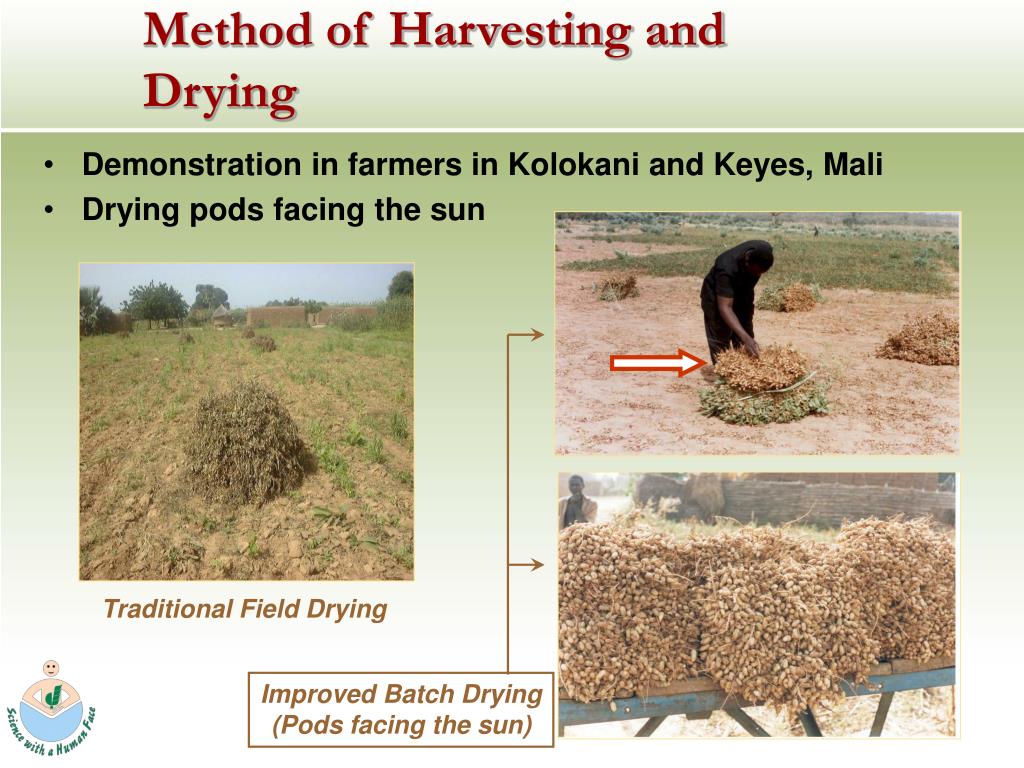 Ppt Pre And Postharvest Management Of Aflatoxin Contamination In
