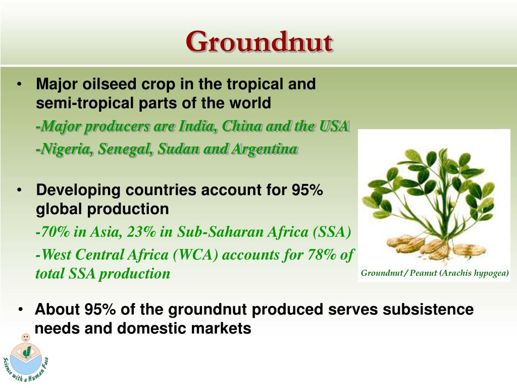 Ppt Pre And Postharvest Management Of Aflatoxin Contamination In