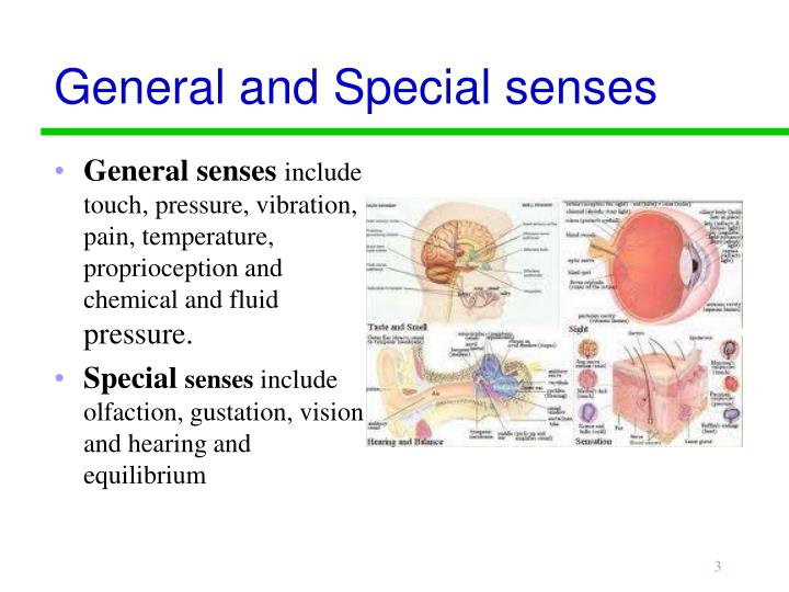 PPT - Exercise 17 PowerPoint Presentation - ID:327796