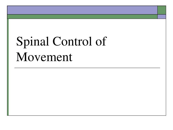 PPT - Spinal Control of Movement PowerPoint Presentation, free download ...