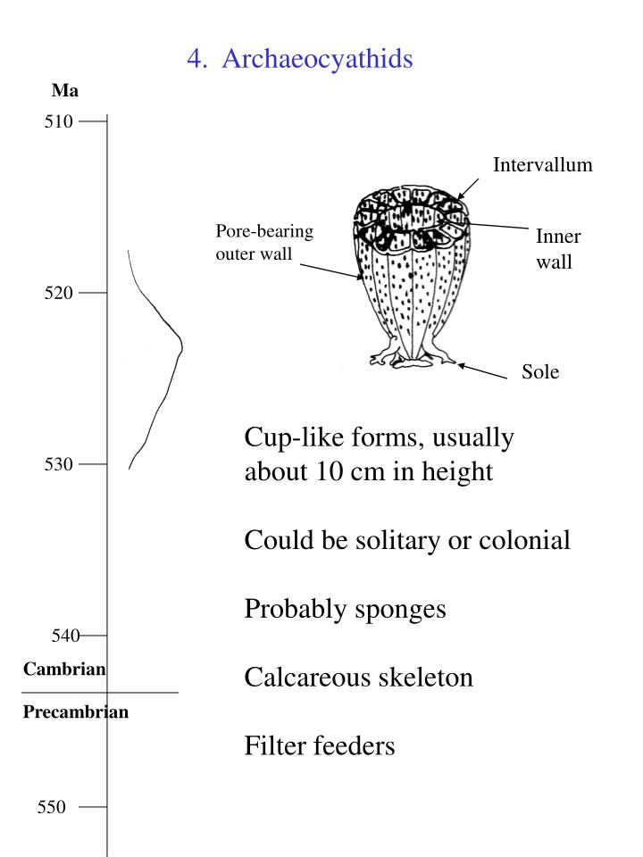 PPT - The Cambrian fauna 1. Sepkoski’s Curves 2. The Cambrian fauna 3 ...
