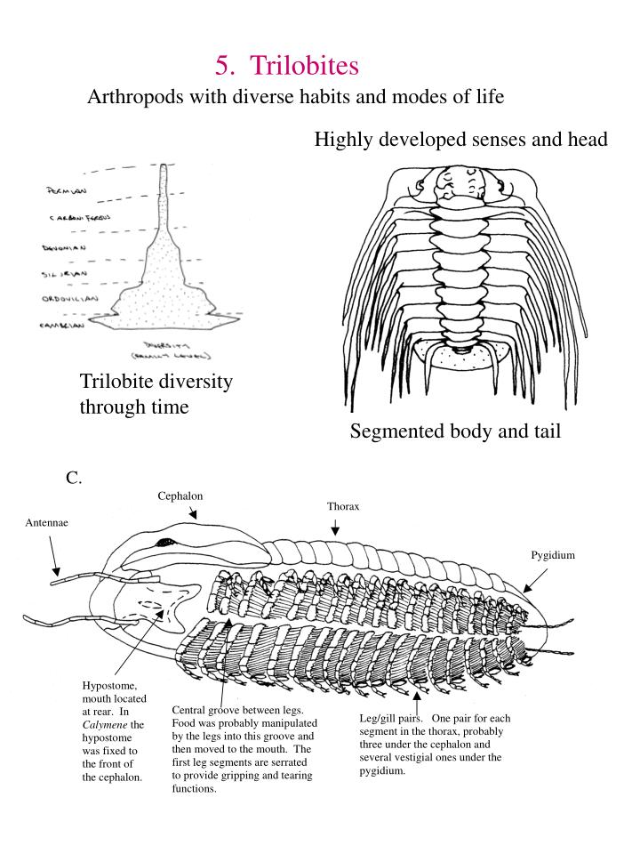 PPT - The Cambrian fauna 1. Sepkoski’s Curves 2. The Cambrian fauna 3 ...