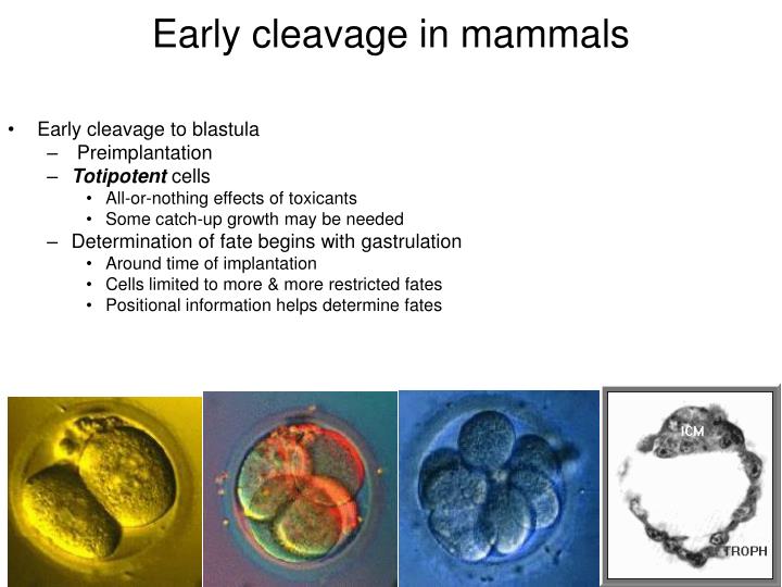 PPT - Developmental Stages PowerPoint Presentation - ID:328409