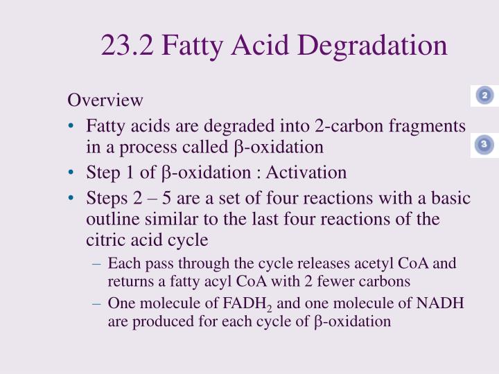 PPT - Chapter 23 PowerPoint Presentation - ID:328520