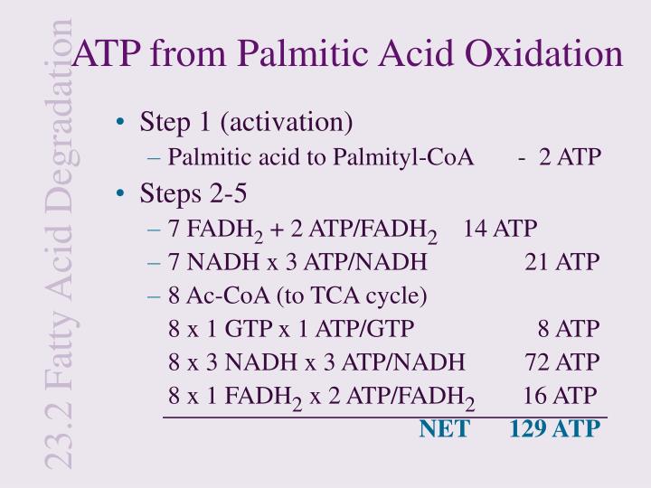 PPT - Chapter 23 PowerPoint Presentation - ID:328520