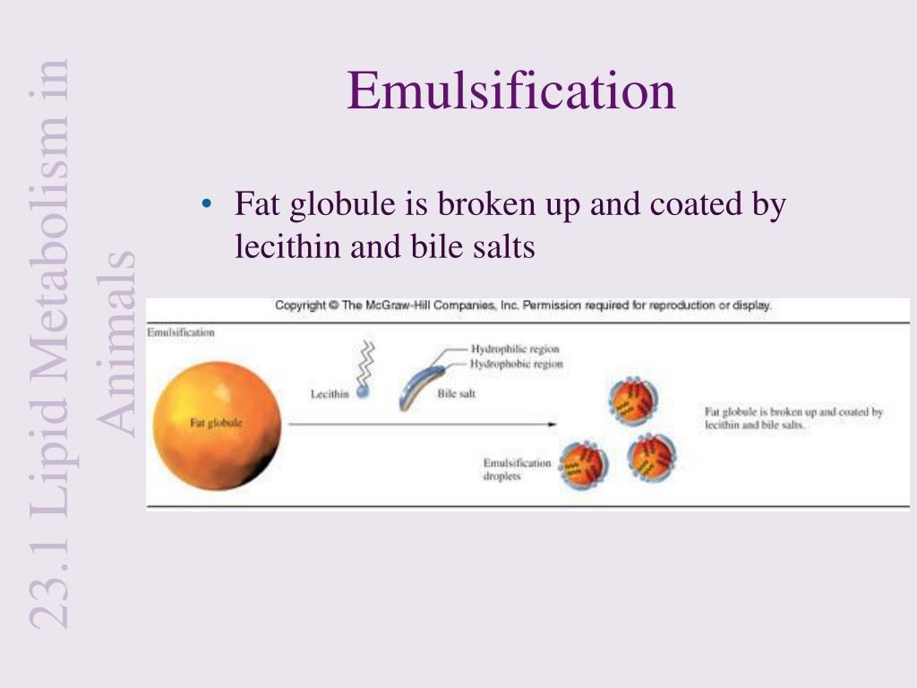 PPT - Chapter 23 PowerPoint Presentation, free download - ID:328520