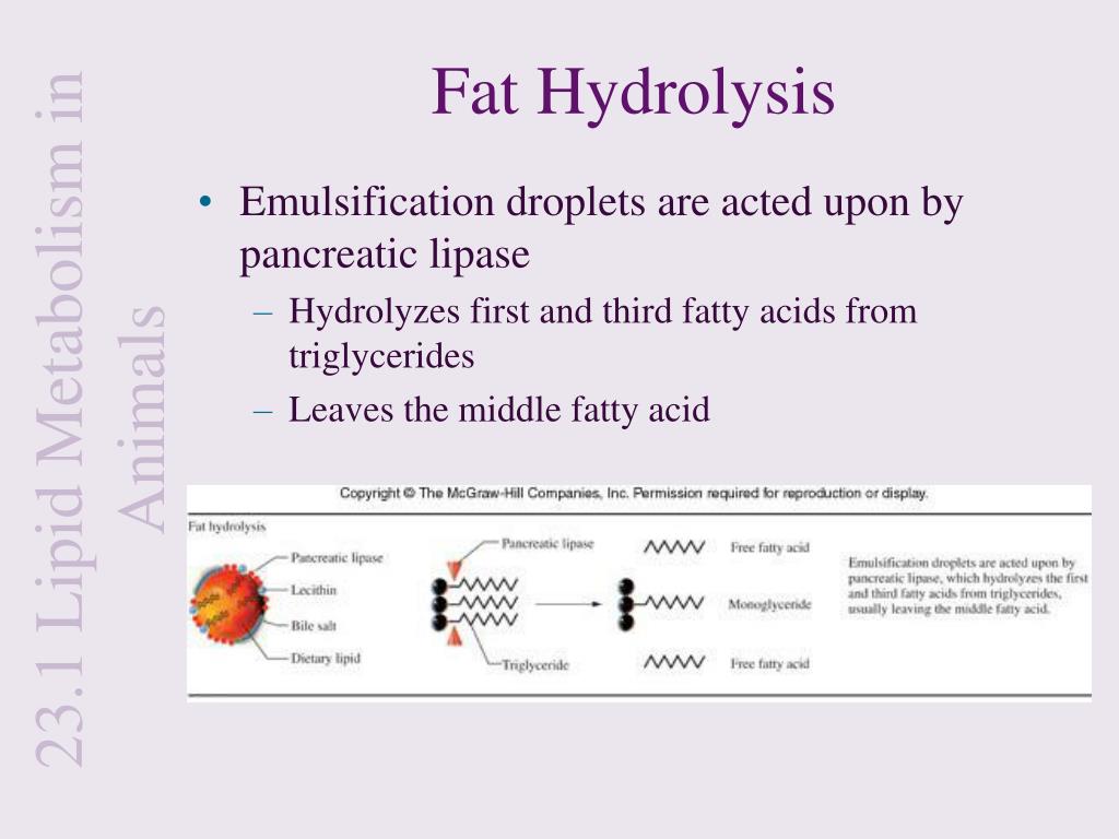 PPT - Chapter 23 PowerPoint Presentation, free download - ID:328520
