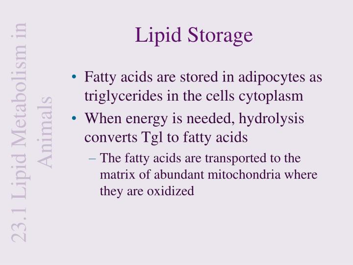 PPT - Chapter 23 PowerPoint Presentation - ID:328520