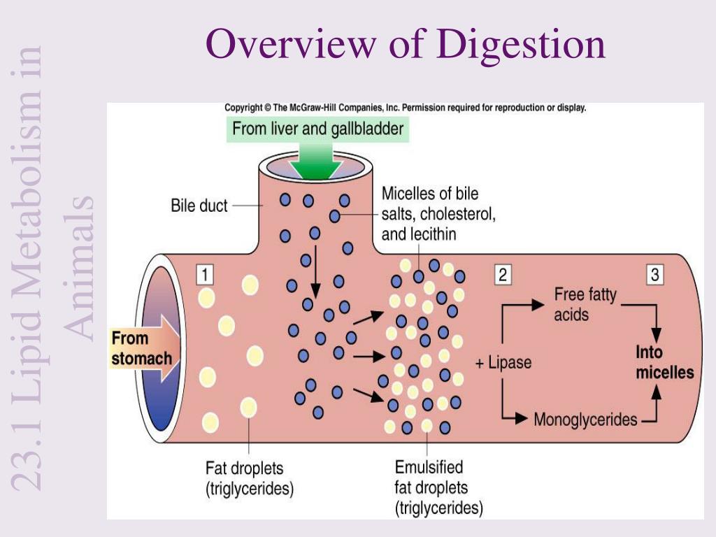 PPT - Chapter 23 PowerPoint Presentation, free download - ID:328520