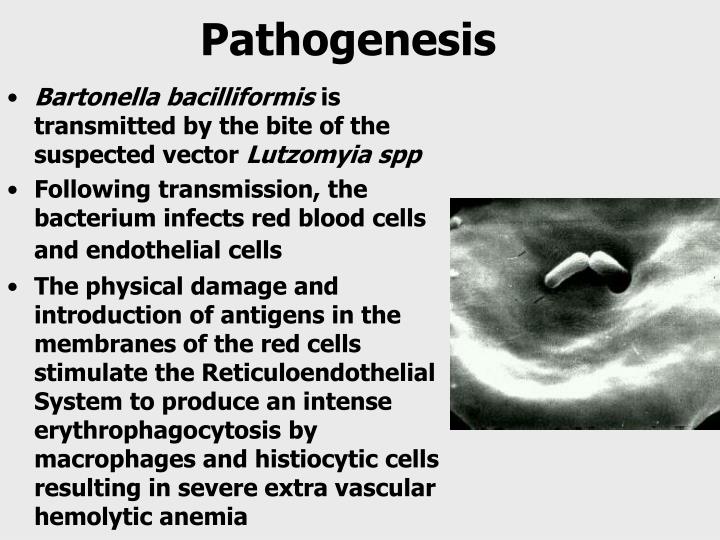 PPT - Human Bartonellosis caused by Bartonella bacilliformis PowerPoint ...