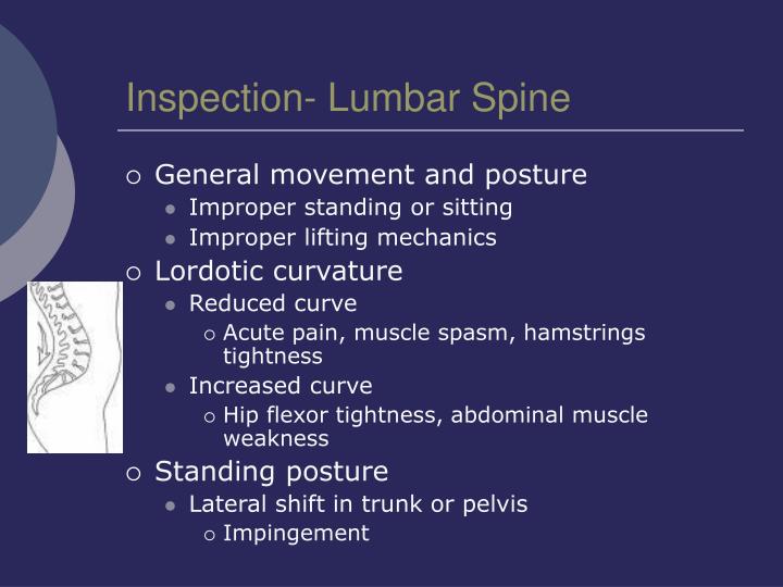 PPT - Chapter 10 Thoracic and Lumbar Spine PowerPoint Presentation - ID ...