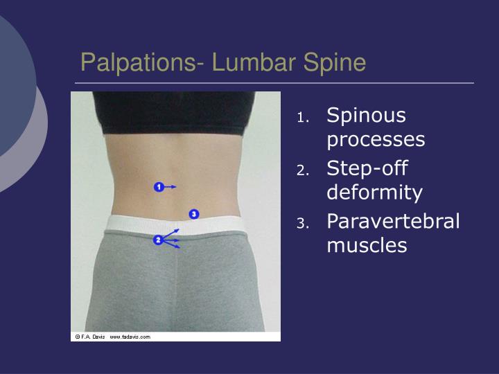 PPT - Chapter 10 Thoracic and Lumbar Spine PowerPoint Presentation - ID ...