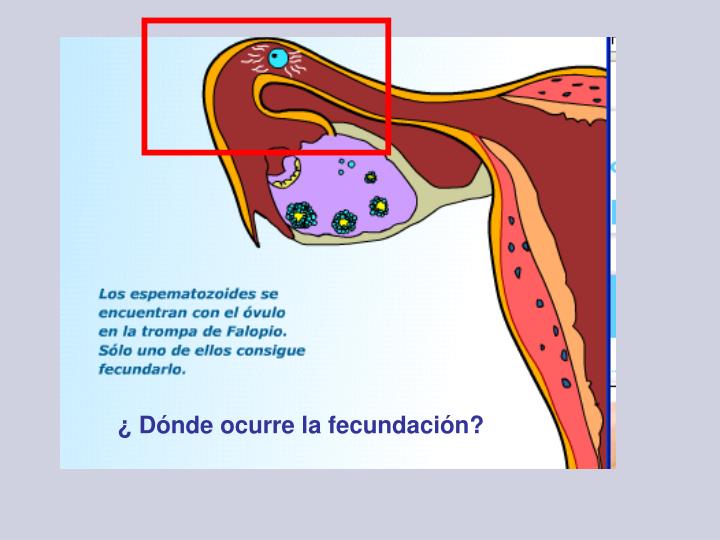 PPT - Fecundación PowerPoint Presentation - ID:328854