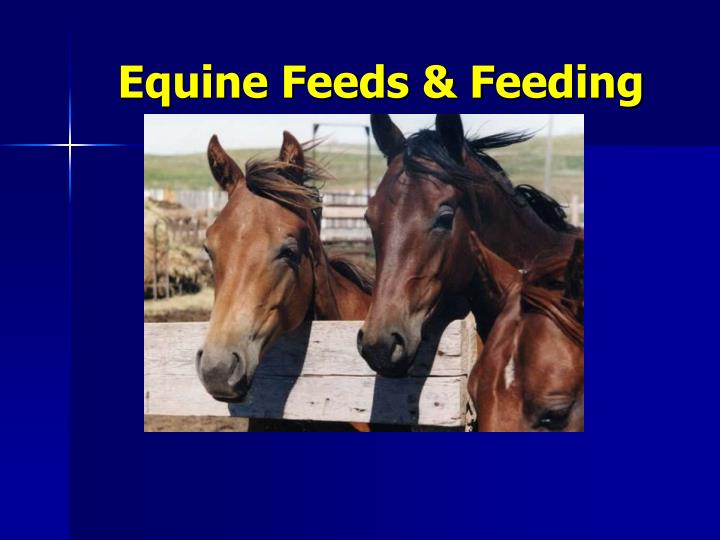 PPT - Equine Feeds & Feeding PowerPoint Presentation, free download ... PPT - Equine Feeds & Feeding PowerPoint Presentation, free download ...