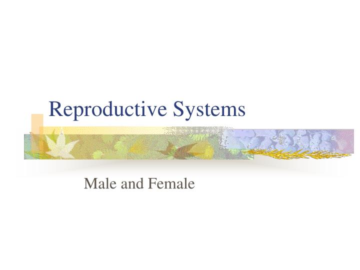 PPT - Reproductive Systems PowerPoint Presentation, free download - ID ...