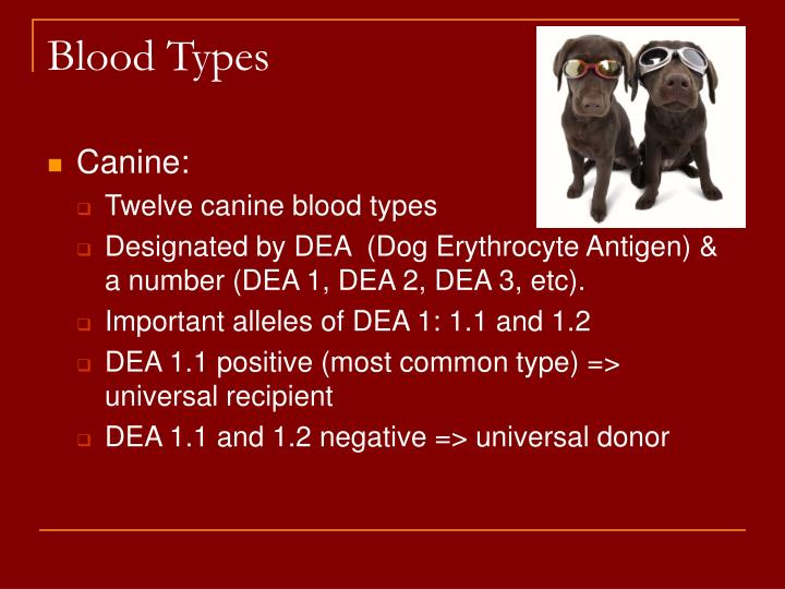 What Is The Most Common Blood Type In Dogs