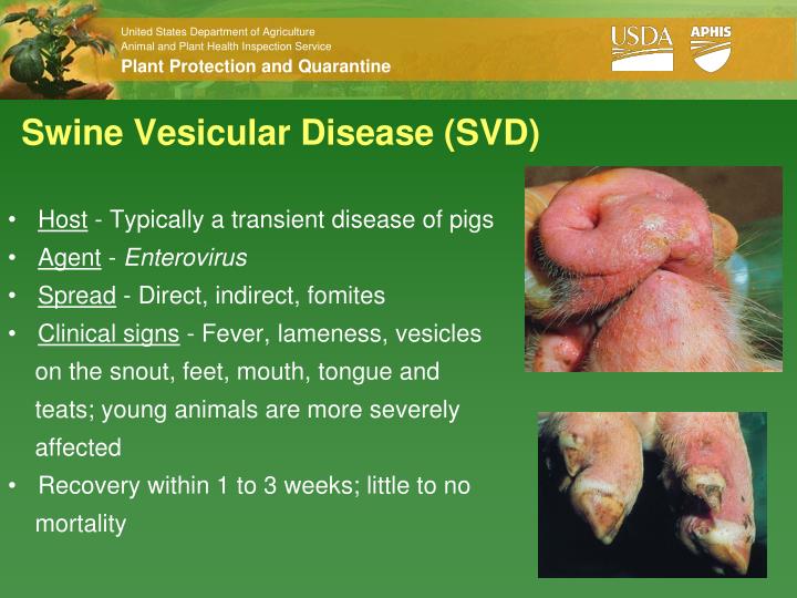 PPT - Classical Swine Fever (CSF) PowerPoint Presentation - ID:330179