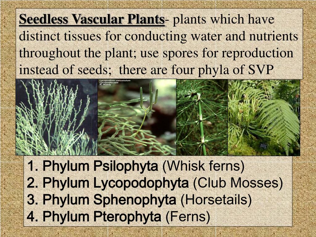 Ppt Nonvascular And Seedless Vascular Plants Powerpoint Presentation Id330353