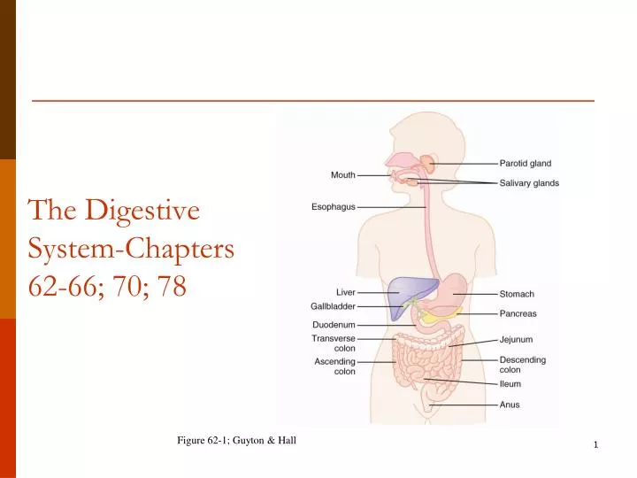 PPT - The Digestive System-Chapters 62-66; 70; 78 PowerPoint ...