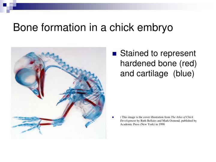 PPT - Lecture 6: Osseous Tissue and Bone Structure PowerPoint ...