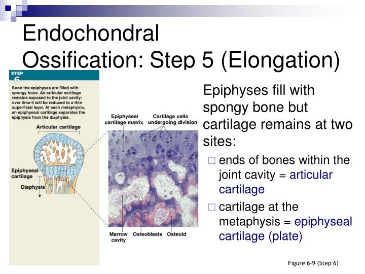 PPT - Lecture 6: Osseous Tissue and Bone Structure PowerPoint ...