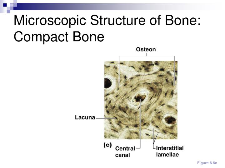 PPT - Lecture 6: Osseous Tissue and Bone Structure PowerPoint ...