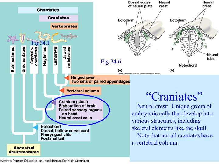 PPT - Vertebrate Evolution & Diversity PowerPoint Presentation - ID:332113