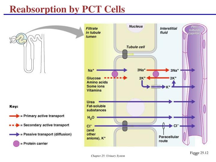PPT - The Urinary System Part A PowerPoint Presentation - ID:332406