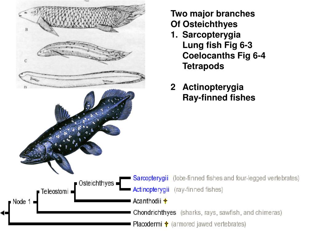 PPT - Osteichthyes - >27,000 bony fishes, 13,000 herps, 9000 birds ...