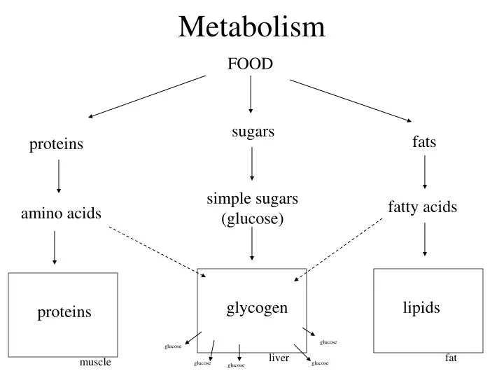Ppt Metabolism Powerpoint Presentation Free Download Id 333350