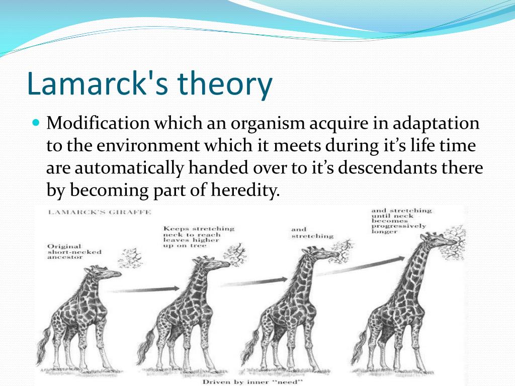 Lamarck Evolution Theory Lamarck Evolution Theory