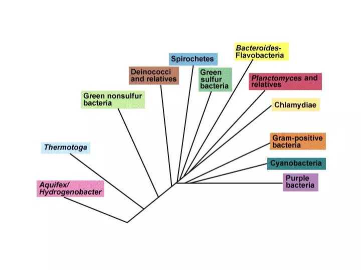 PPT - Chemolithotrophic proteobacteria S and Iron oxidizing PowerPoint ...