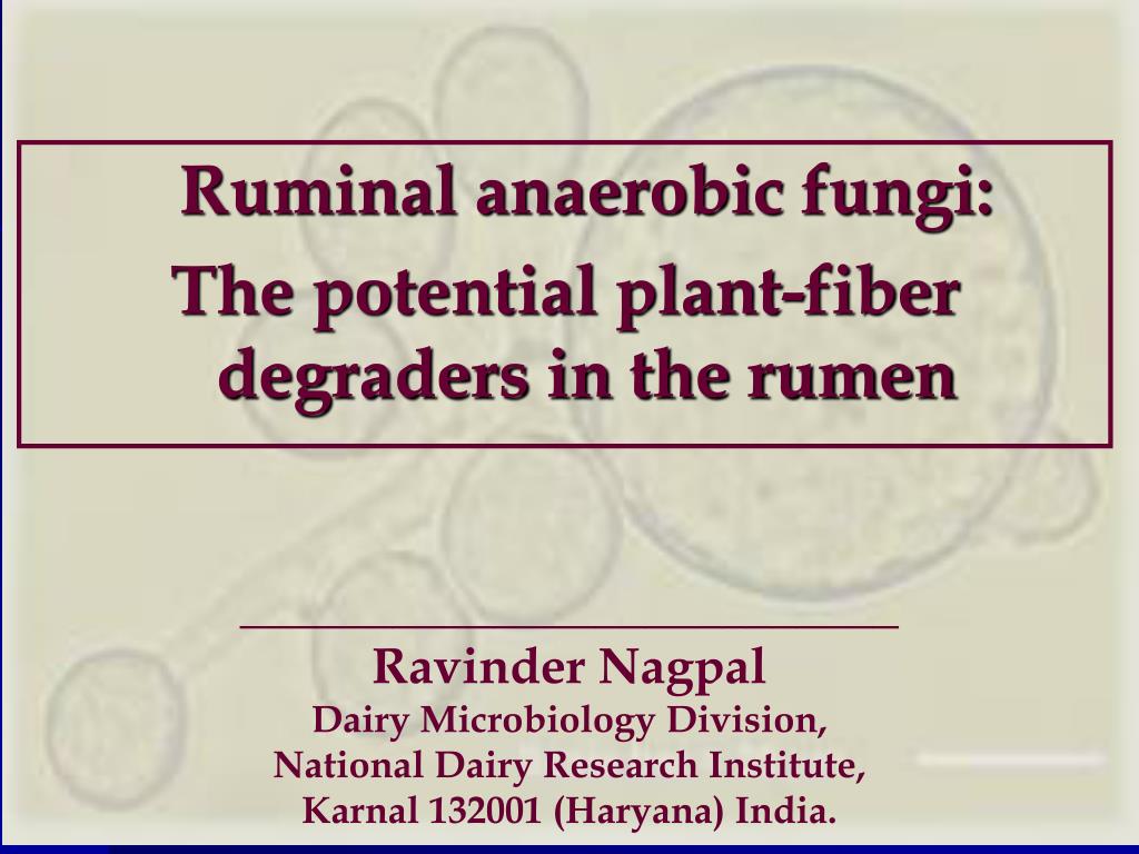 PPT - Ruminal anaerobic fungi: The potential plant-fiber degraders in ...