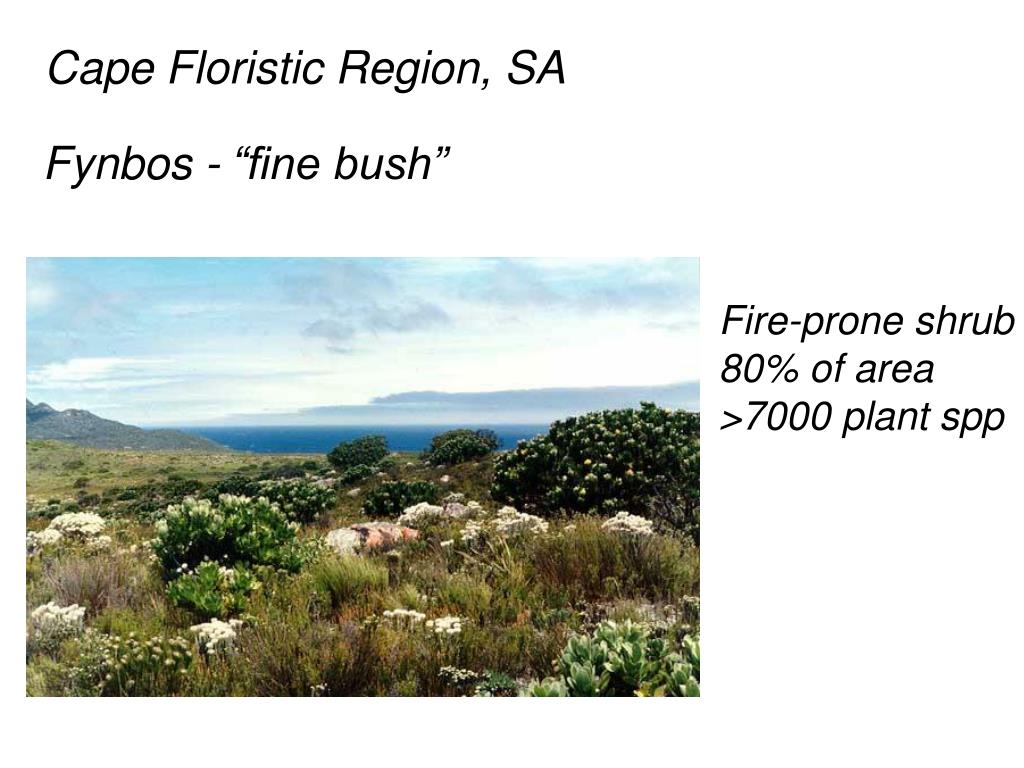 PPT - Review Case Studies in Reserve Design Cape Floristic Region ...