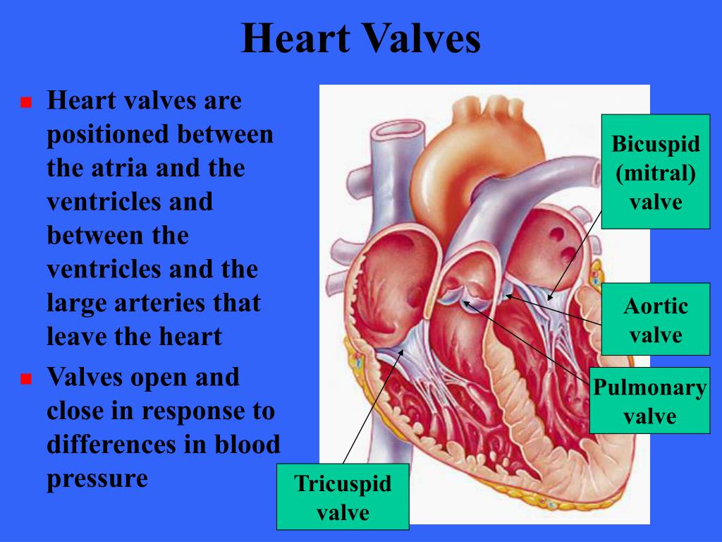 Heart Valves Function Purpose And How Many Heart Valv - vrogue.co Heart Valves Function Purpose And How Many Heart Valv - vrogue.co