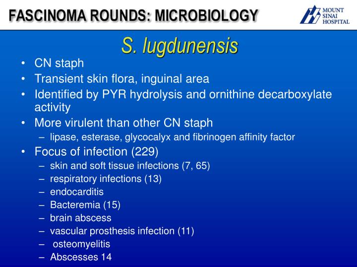 PPT - Fascinoma Rounds Coagulase negative staphylococcus in the urine ...