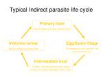 PPT - Parasitology PowerPoint Presentation - ID:336590