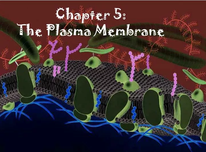 PPT - Chapter 5: The Plasma Membrane PowerPoint Presentation, free ...