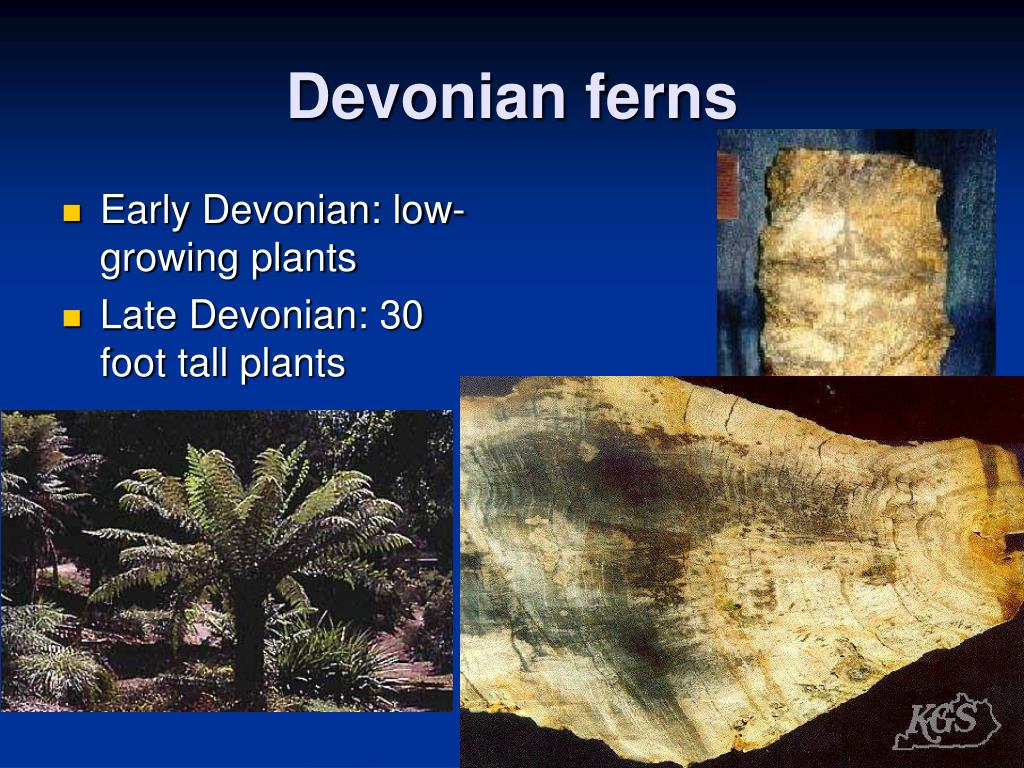 PPT - Paleozoic Vertebrates and Plants PowerPoint Presentation, free ...