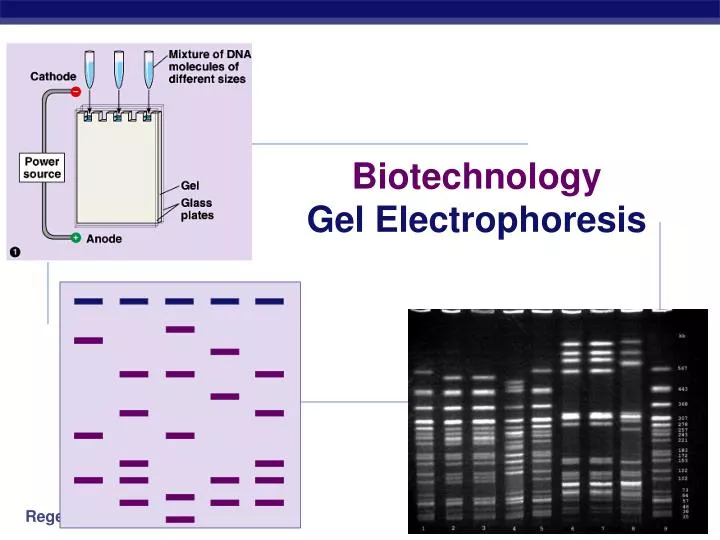 PPT - Biotechnology Gel Electrophoresis PowerPoint Presentation, free ...