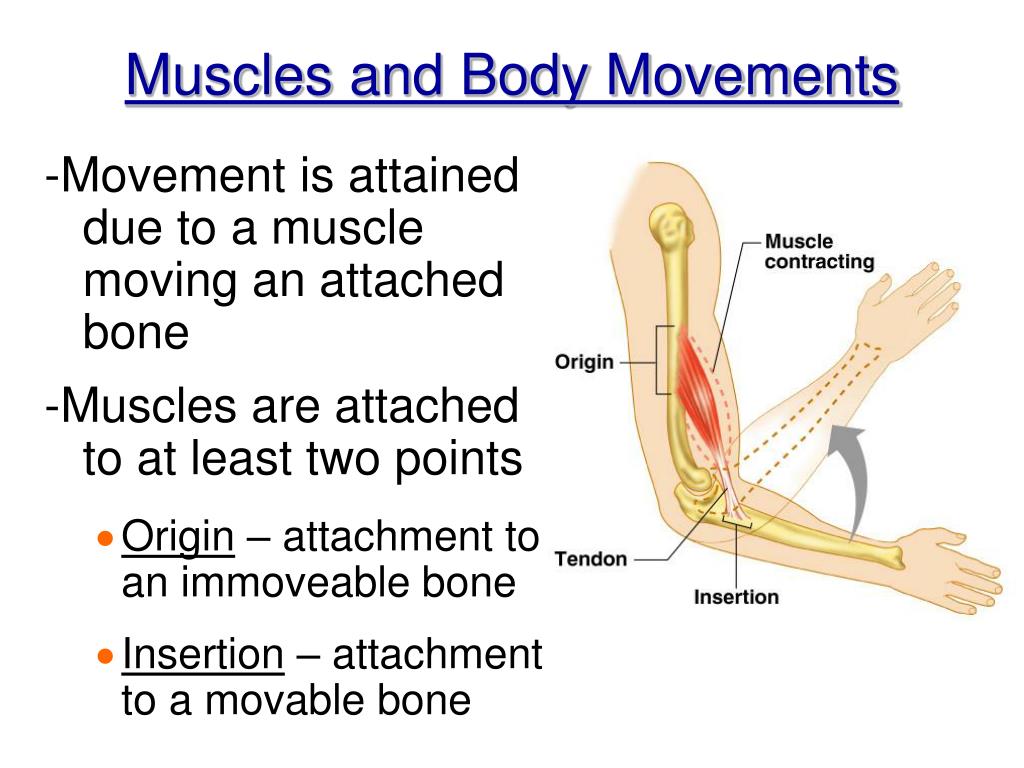 What Is The Difference Between A Fixator And Synergist Muscle