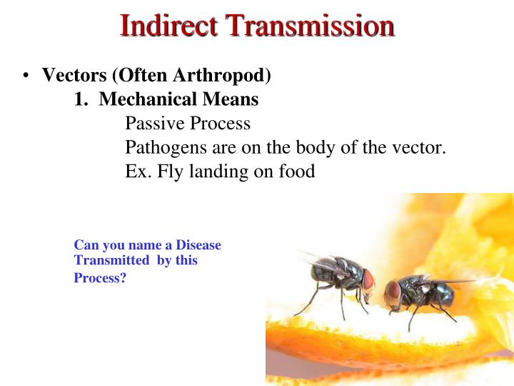 PPT - Principles of Disease PowerPoint Presentation - ID:337666