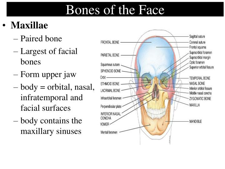 PPT - Anatomy of Skeletal Elements PowerPoint Presentation - ID:339277